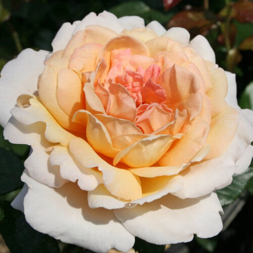 Spicy Parfuma Rose - Heritage Fruit Trees