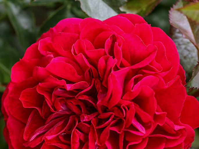 Bordeaux Rose - Heritage Fruit Trees