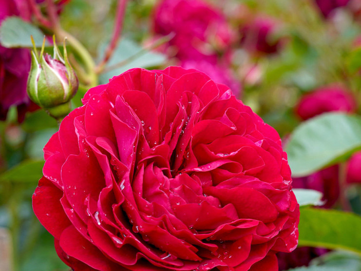 Bordeaux Rose - Heritage Fruit Trees