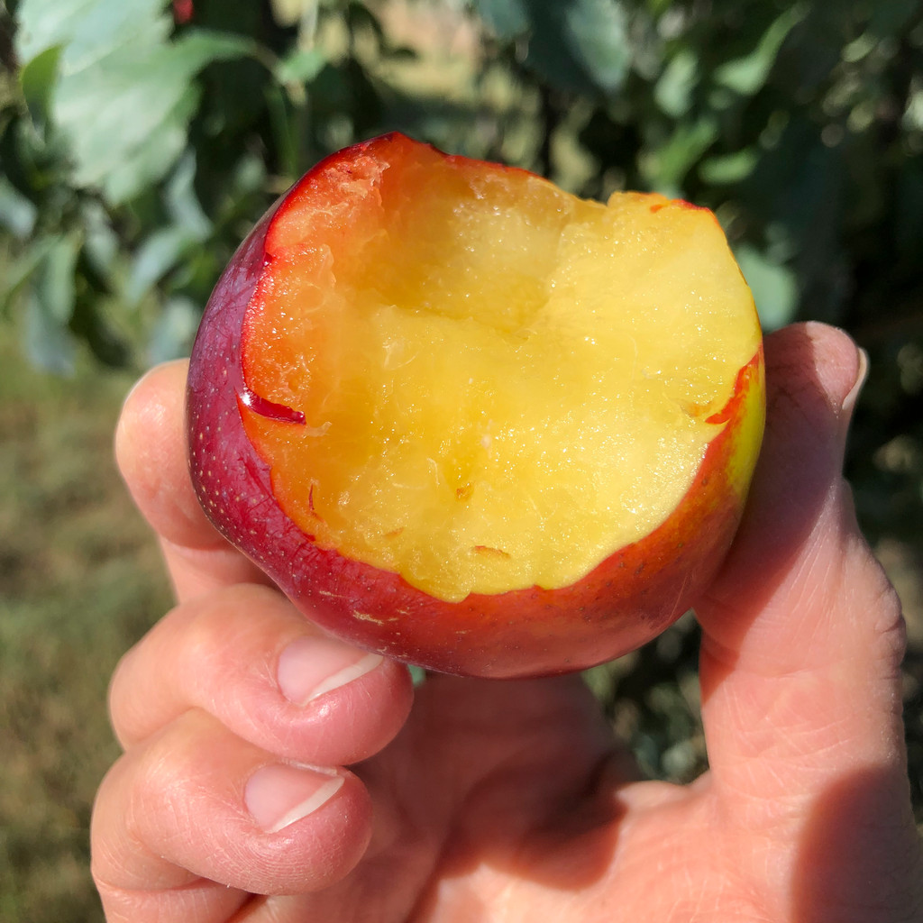 Santa Rosa Japanese Plum - Heritage Fruit Trees