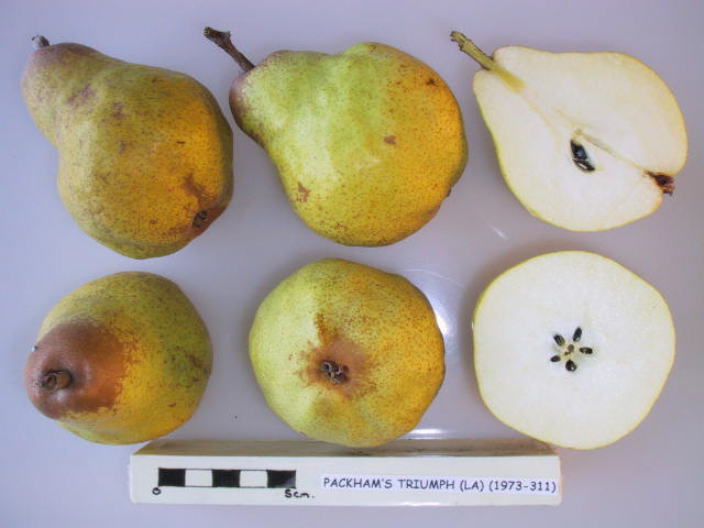 Packham's Triumph Pear - Heritage Fruit Trees