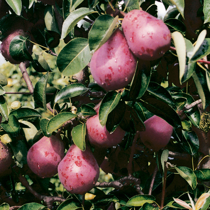Williams Red Pear - Heritage Fruit Trees