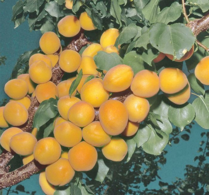 Tilton Apricot - Heritage Fruit Trees