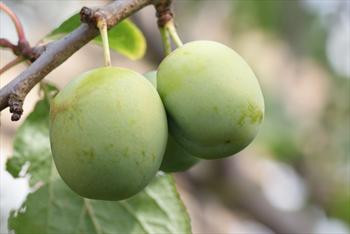 Greengage (Green Gage) European Plum - Heritage Fruit Trees