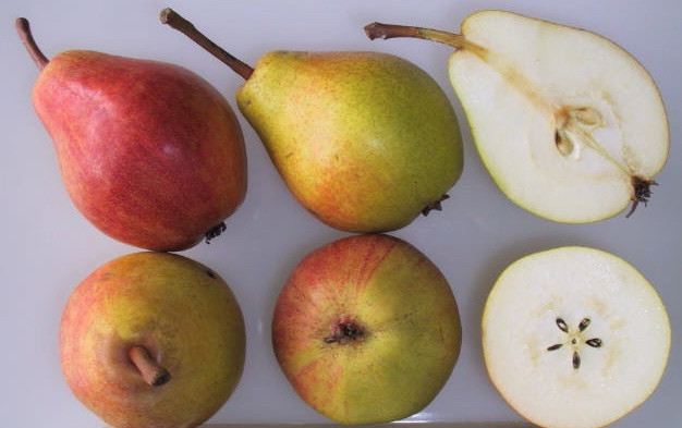 Clapp's Favourite Pear - Heritage Fruit Trees