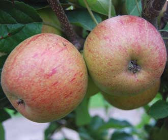Shop - Fruit Trees - Apple Trees - Dwarf Apple Trees - Page 1 ...