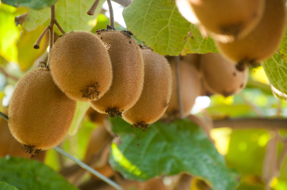 Hayward Kiwi Fruit (female) - Heritage Fruit Trees