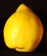 Smyrna Quince - Heritage Fruit Trees