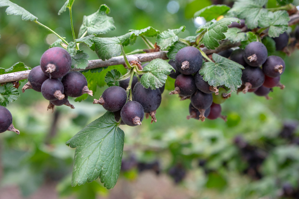 Jostaberry Black Currant X Gooseberry - Heritage Fruit Trees