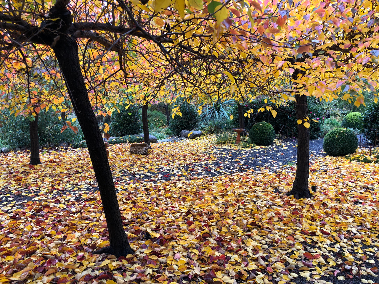 Manchurian Pear (Pyrus ussuriensis) - Heritage Fruit Trees