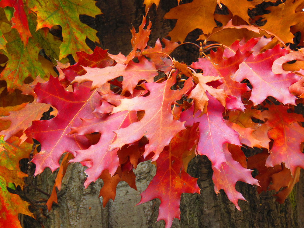 Red Oak Tree Pin Oak (*Quercus Palustris*) 18-24 Inch Tree - Scarlet ...