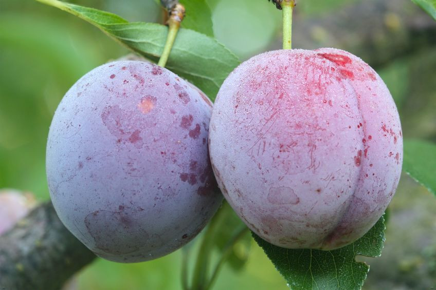 Dwarf Weeping Santa Rosa Plum Tree 🍒 Happy National Cherry Day!