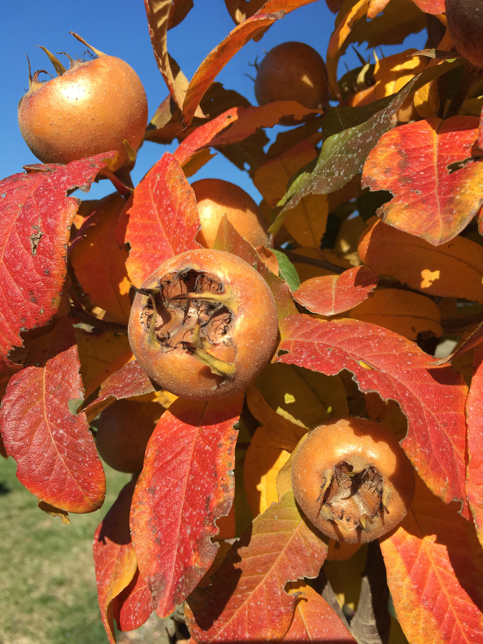 Nottingham Medlar (Mespilus germanicus 'Nottingham') - Heritage Fruit Trees