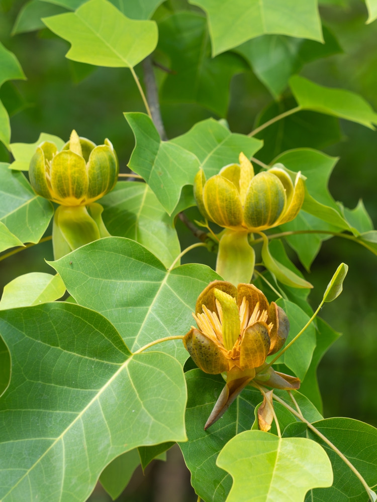 Chinese Tulip Tree (Liriodendron chinense) - Heritage Fruit Trees