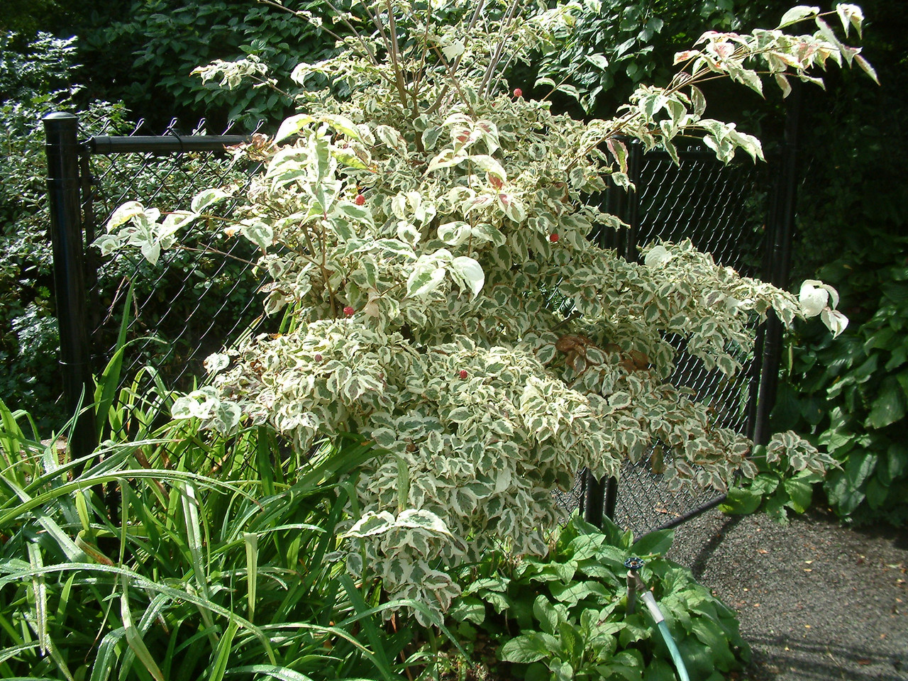 Tricolour Dogwood (Cornus florida 'Welchii') - Heritage Fruit Trees