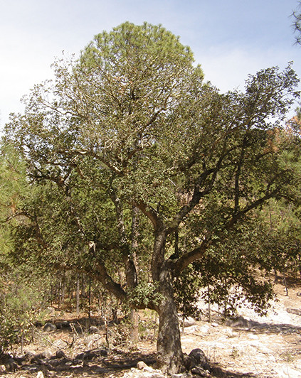Netleaf Oak (Quercus rugosa) - Heritage Fruit Trees