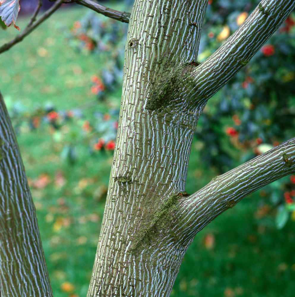 Père David's Maple (Acer davidii) - Heritage Fruit Trees