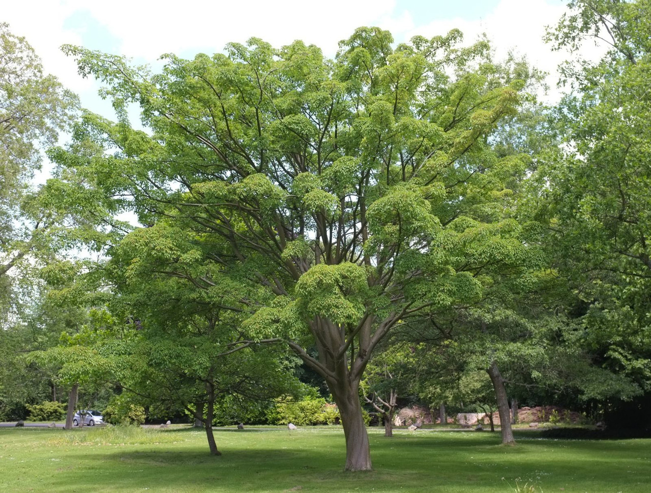 Père David's Maple (Acer davidii) - Heritage Fruit Trees