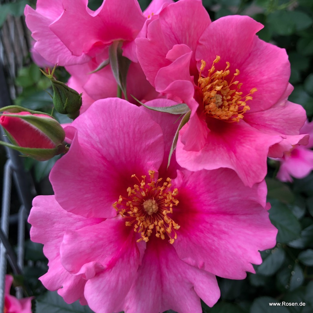 SEE YOU® in pink Rose - Heritage Fruit Trees