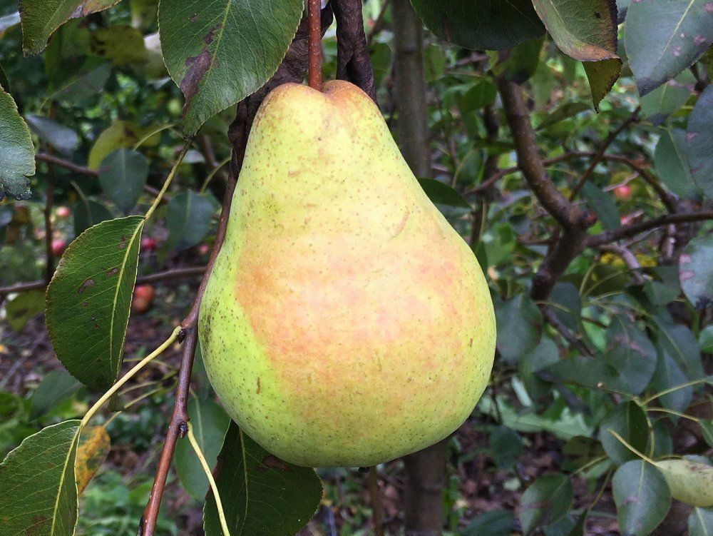 Cool Crisp™ European Pear (dwarf) - Heritage Fruit Trees