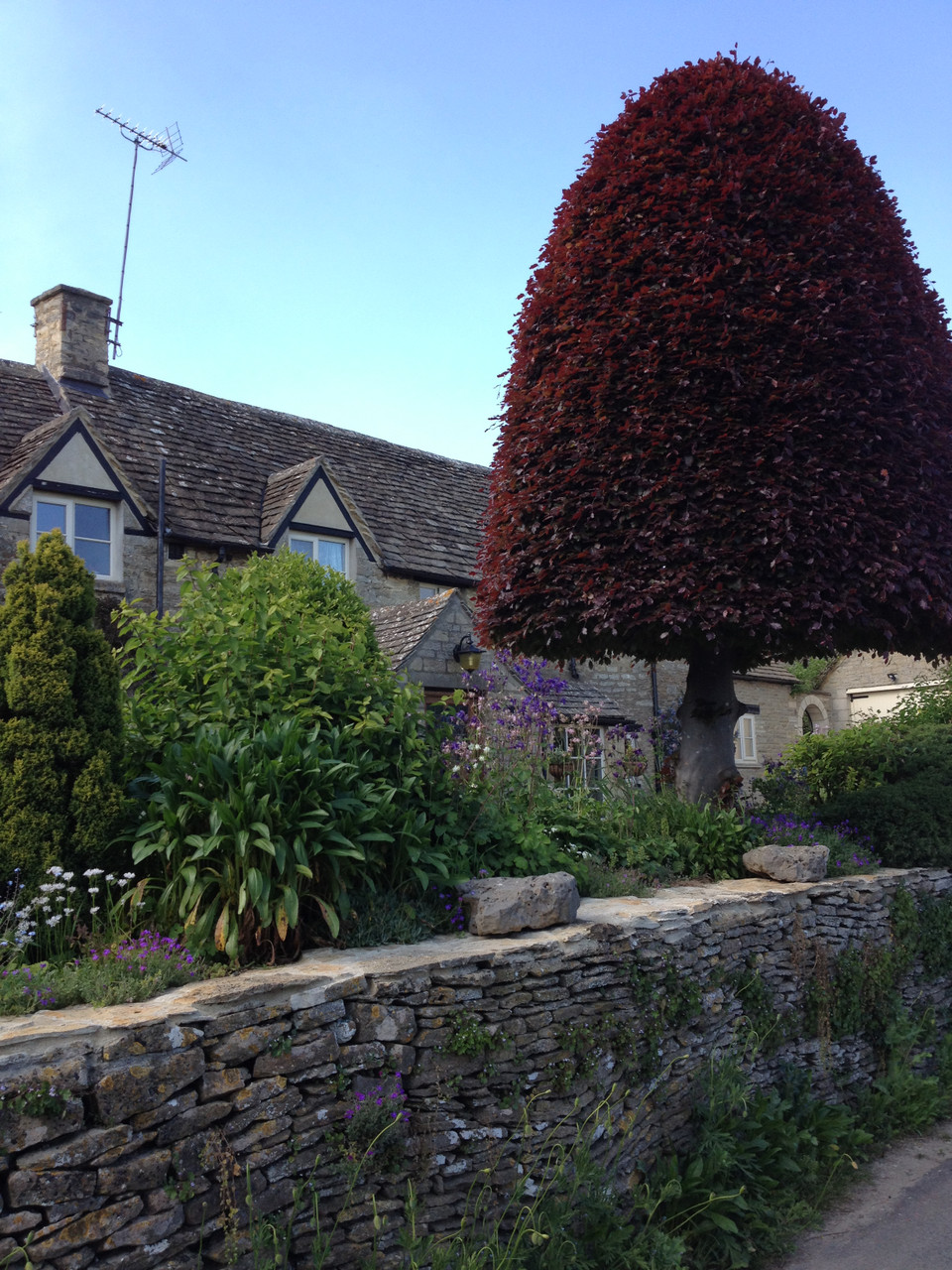 Copper Beech (Fagus sylvatica f. purpurea) - Heritage Fruit Trees