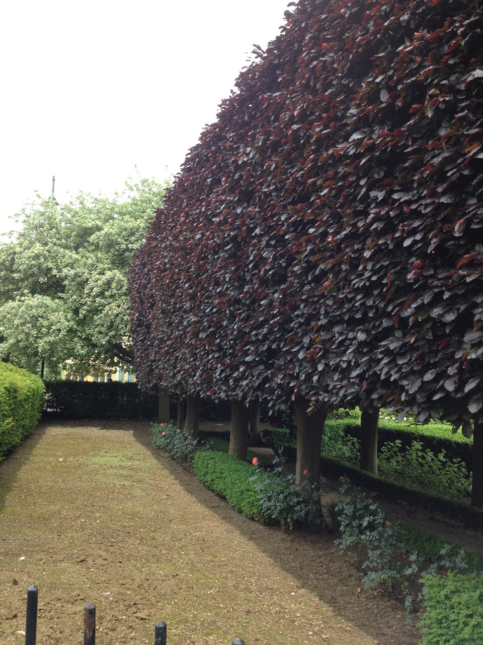 Copper Beech (Fagus sylvatica f. purpurea) - Heritage Fruit Trees