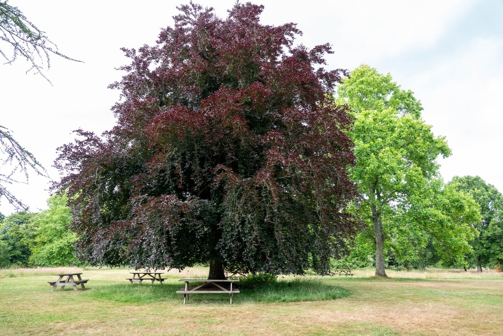 Copper Beech (Fagus sylvatica f. purpurea) - Heritage Fruit Trees