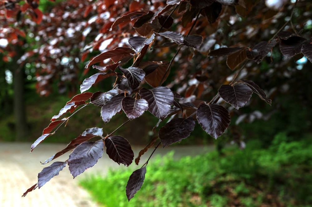 Copper Beech (Fagus sylvatica f. purpurea) - Heritage Fruit Trees