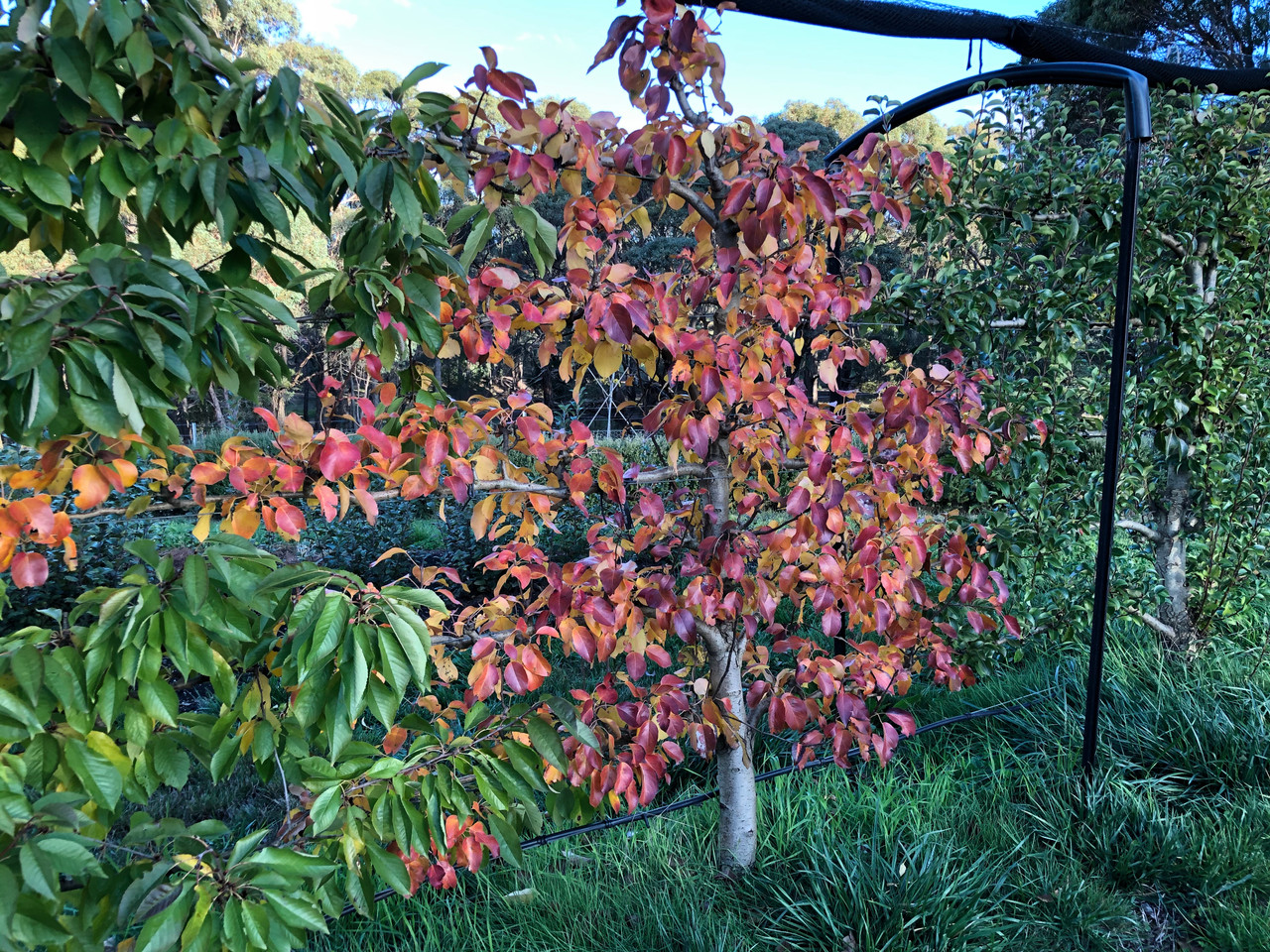 Beurre Bosc Pear (semi-dwarf) - Heritage Fruit Trees