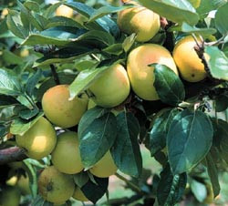 Michelin Apple (medium) - Heritage Fruit Trees