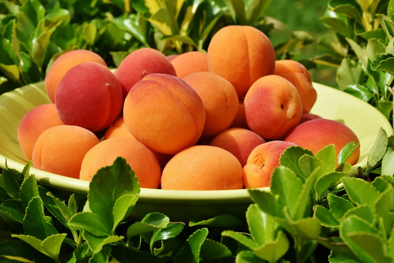 Shop - Fruit Trees - Apricot Trees - Heritage Fruit Trees