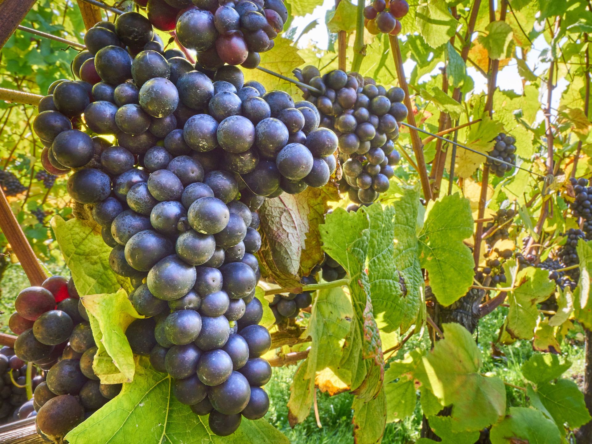 Shop - Berries and Vine Fruit - All grape varieties - Seedless Table ...