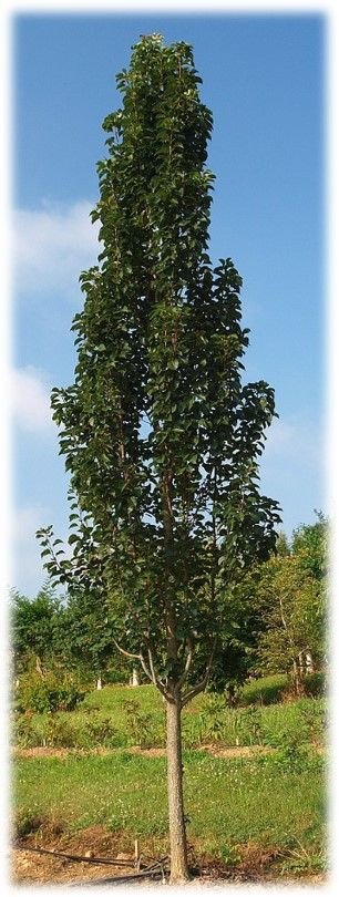 Capital Ornamental Pear (Pyrus calleryana 'Capital') - Heritage Fruit Trees