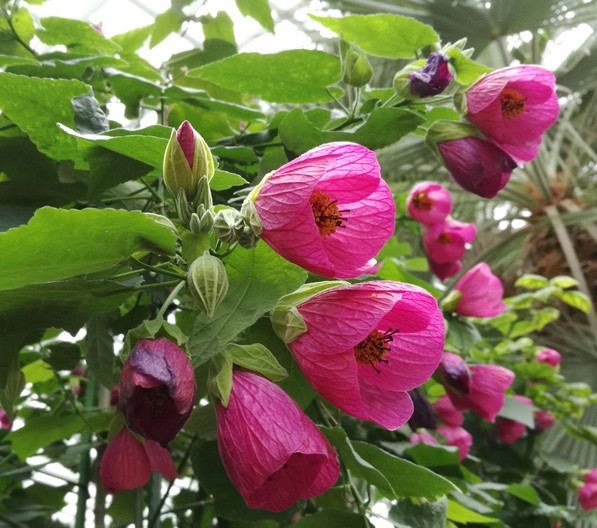 Shop - Page 1 - Heritage Fruit Trees