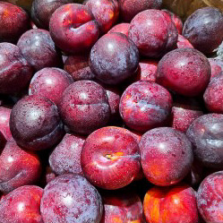 Teagan Blue Japanese Plum - Heritage Fruit Trees