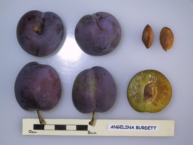 Angelina Burdett European Plum - Heritage Fruit Trees