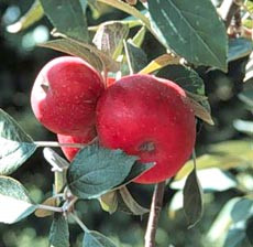 Stoke Red Apple (medium) - Heritage Fruit Trees
