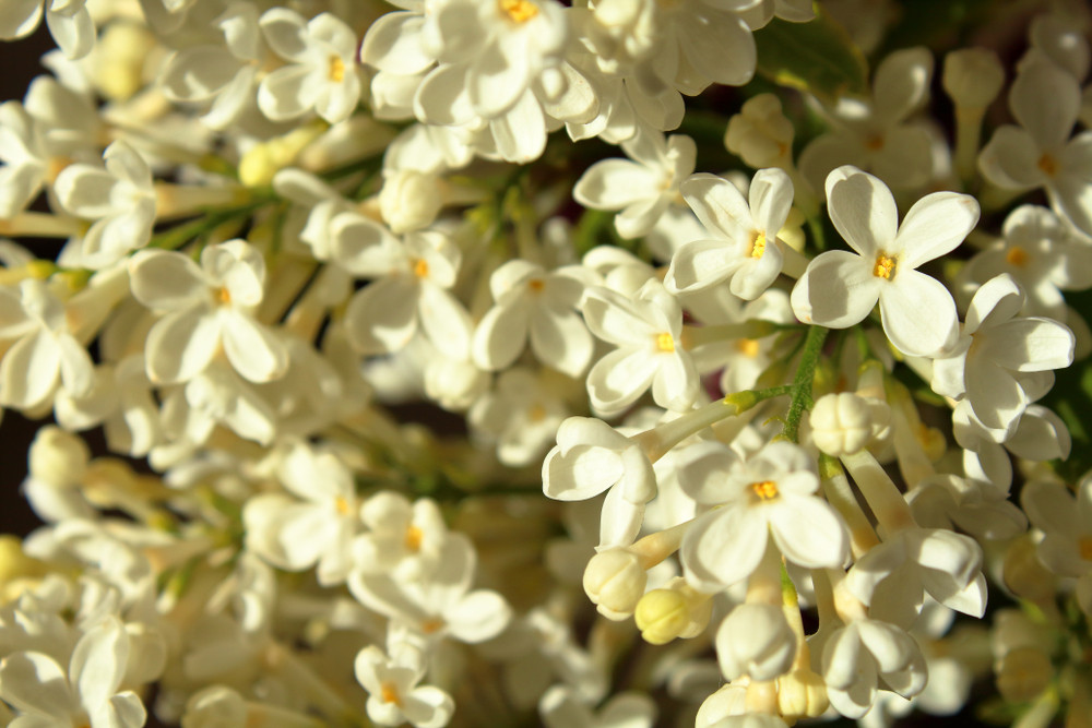 Primrose Lilac - Heritage Fruit Trees