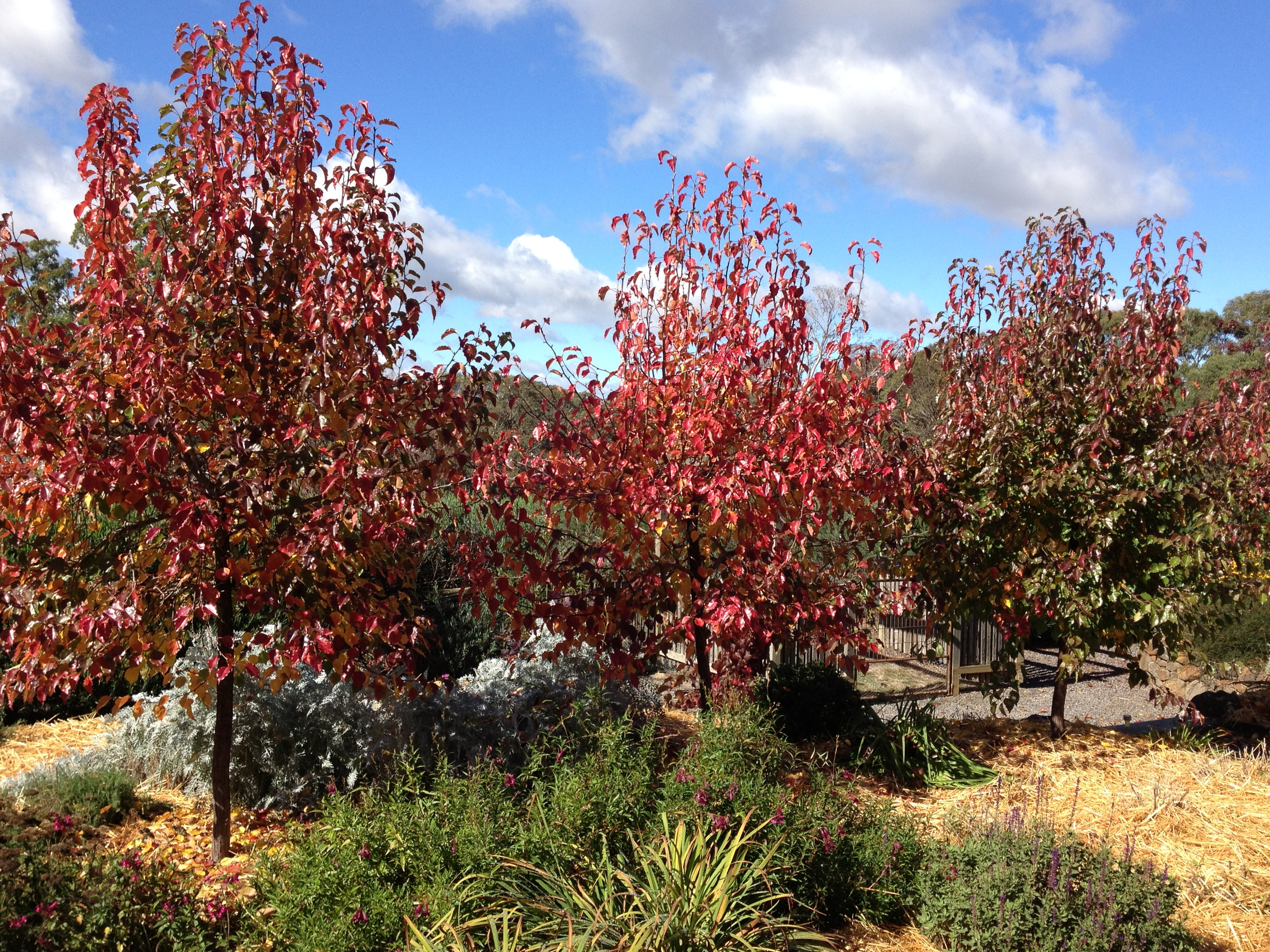 Manchurian Pear (Pyrus ussuriensis) - Heritage Fruit Trees
