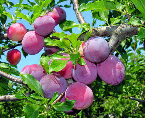 Donsworth Japanese Blood Plum (dwarf) - Heritage Fruit Trees