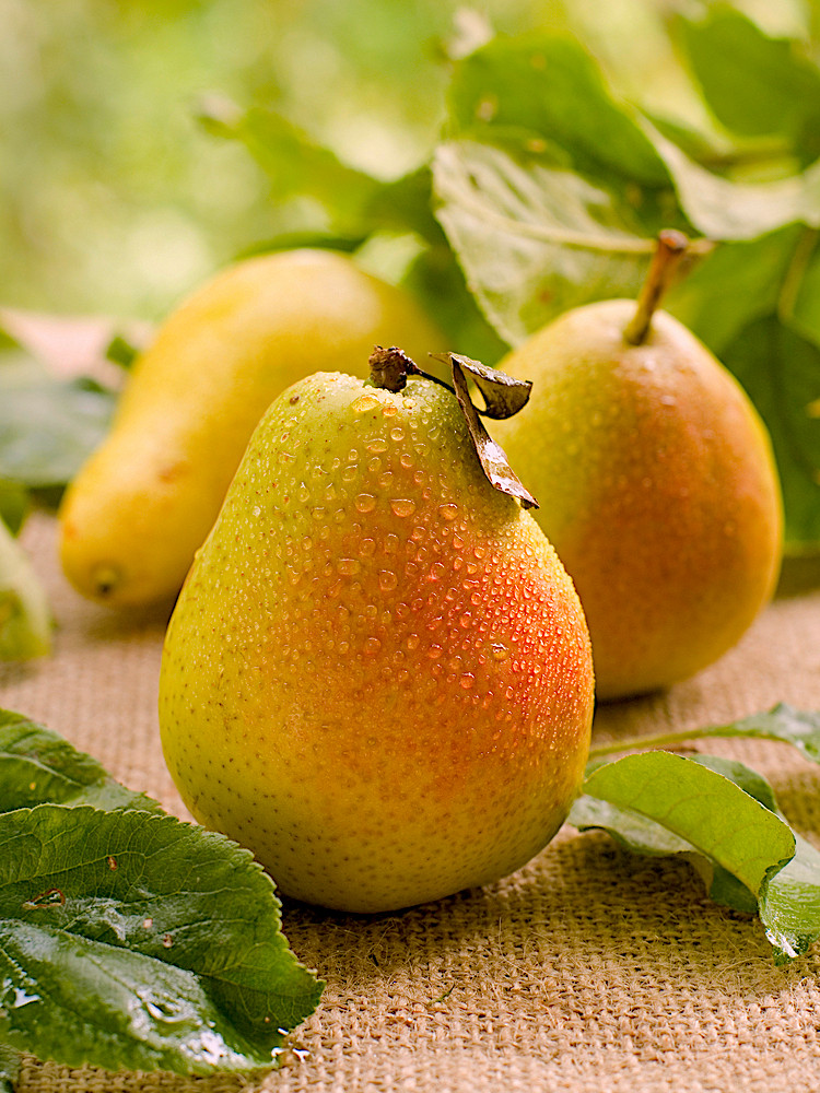 Henry's Red Longdon Perry Pear - Heritage Fruit Trees