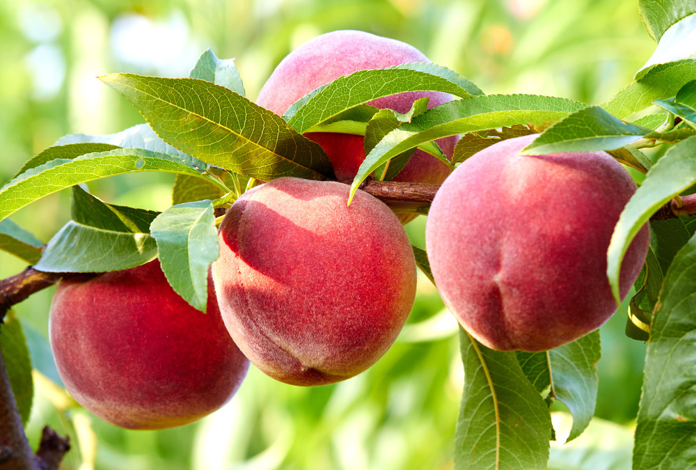 Shop - Fruit Trees - Peach Trees - Dwarf Peaches - Heritage Fruit Trees