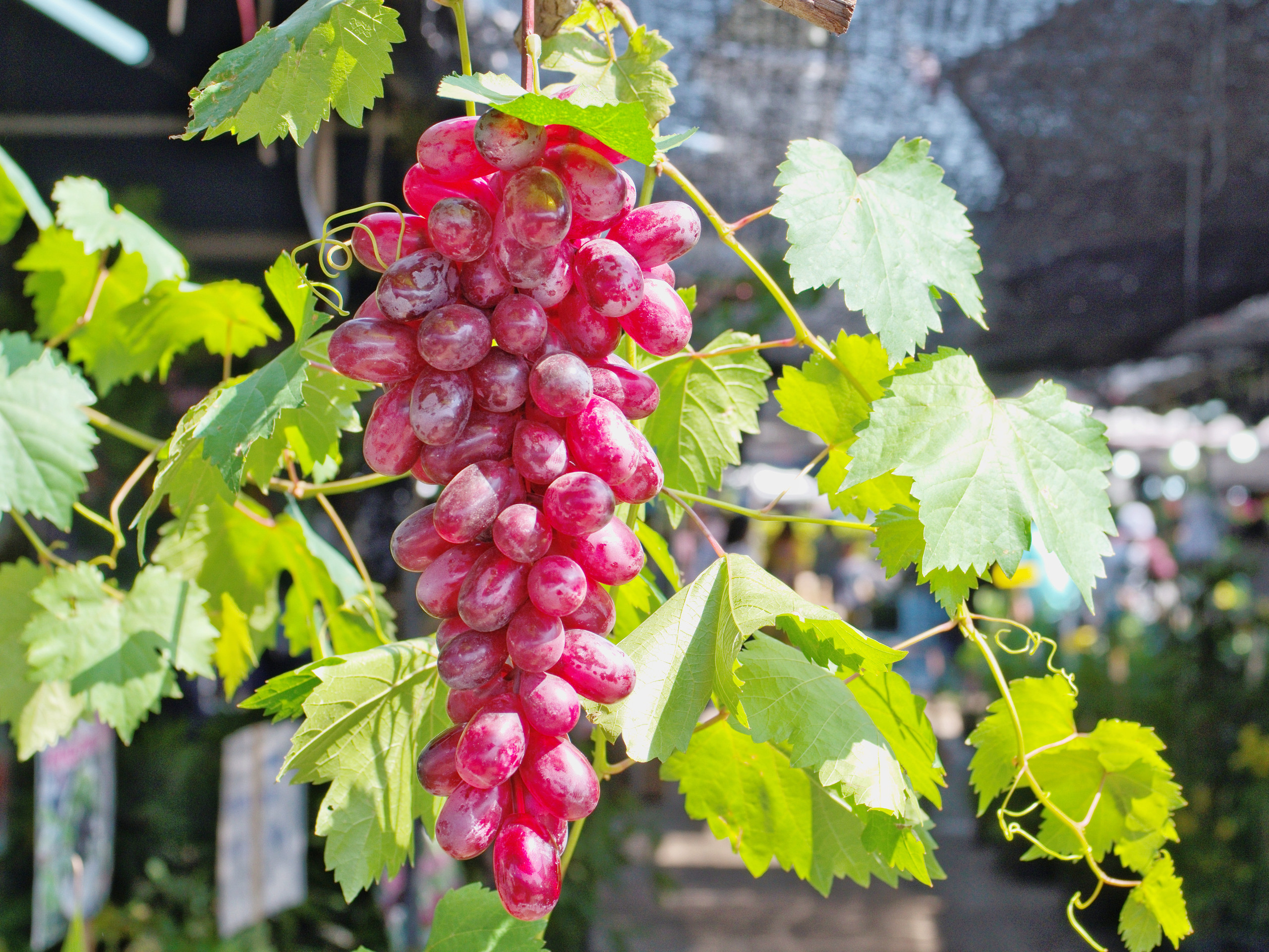 Shop - Berries and Vine Fruit - All grape varieties - Seedless Table ...