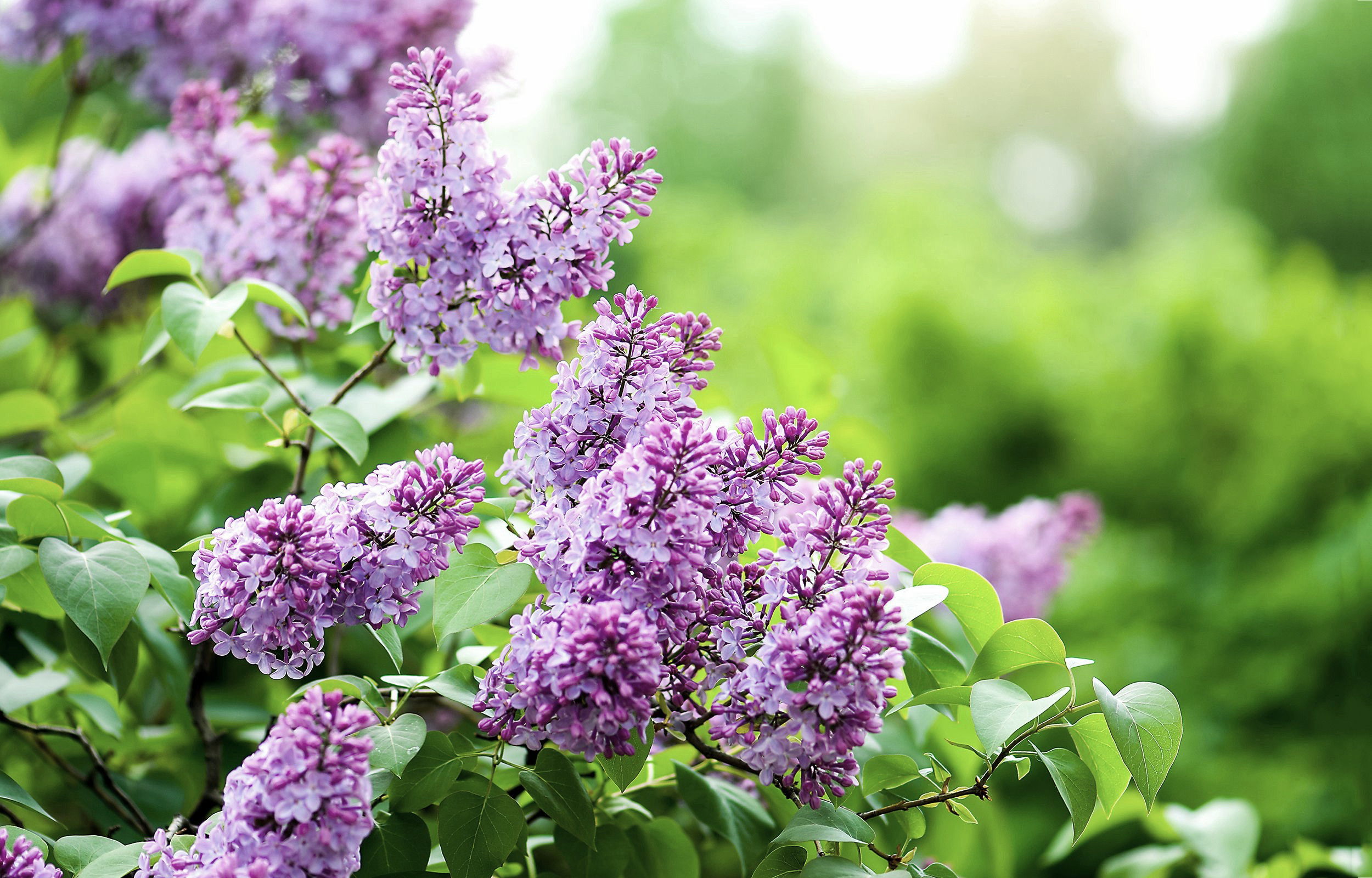 Shop - Ornamental Plants - Flowering Trees and Shrubs - Lilacs ...