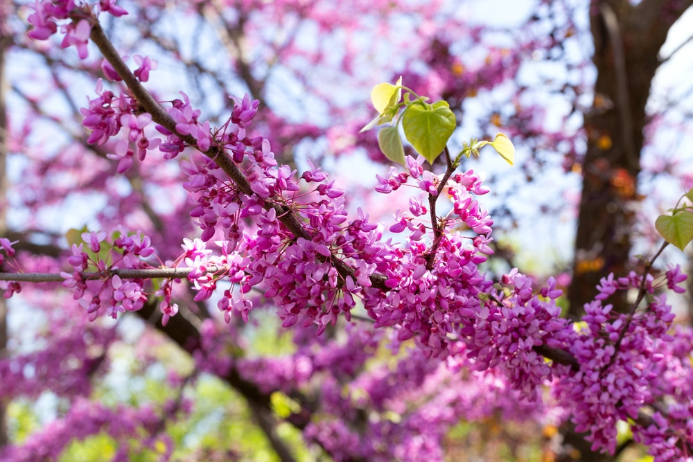 Chinese Redbud (Cercis chinensis) - Heritage Fruit Trees