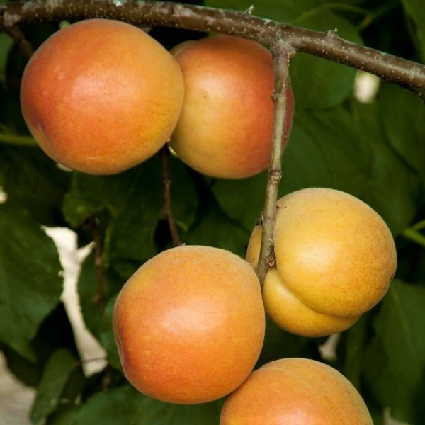 Shop - Fruit Trees - Apricot Trees - Heritage Fruit Trees