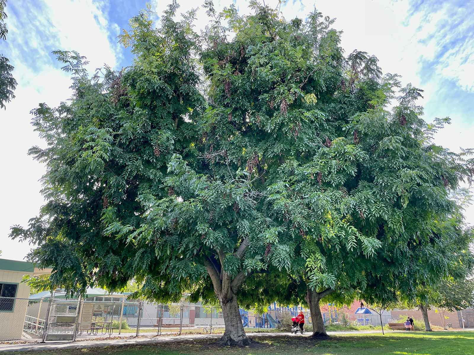 Shop - Nut Trees - Heritage Fruit Trees