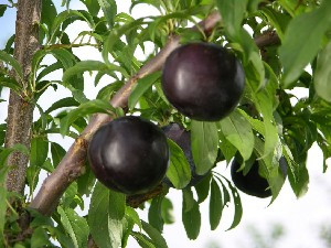 Japanische Pflaume Prunus Salicina Black Amber