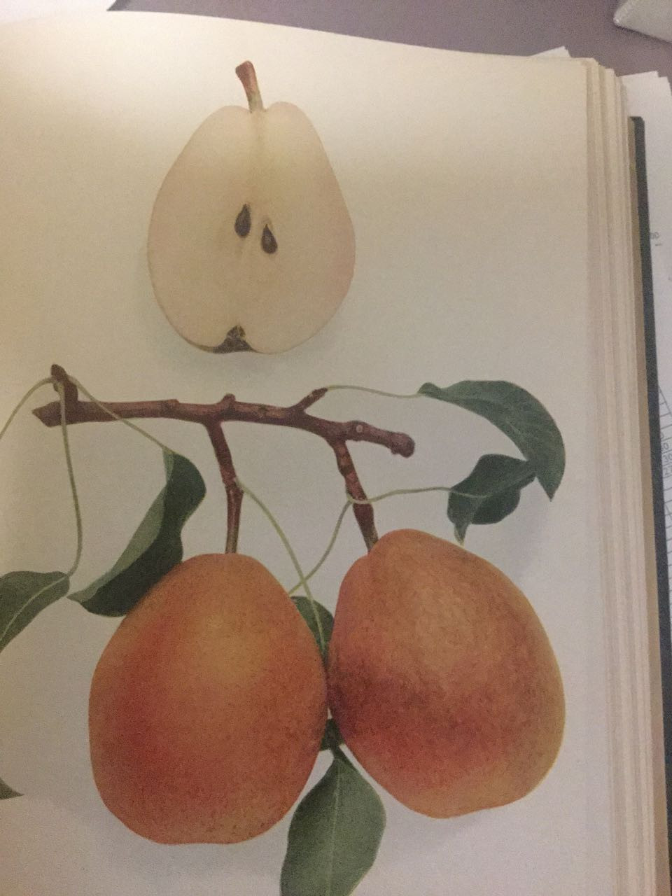 Beurre Bosc Pear - Heritage Fruit Trees