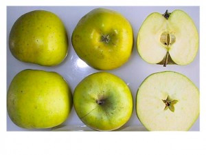 Shop - Fruit Trees - Page 1 - Heritage Fruit Trees